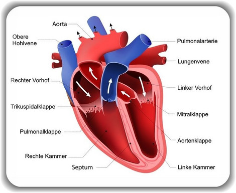 HTG | Herzklappenchirurgie | Universitätsmedizin Göttingen